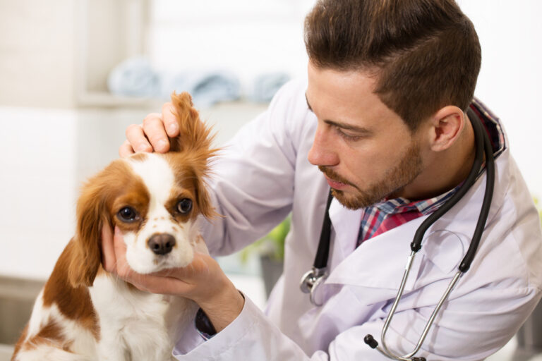 Veterinary Medical Waste: Why Proper Disposal Matters - Medical Waste ...